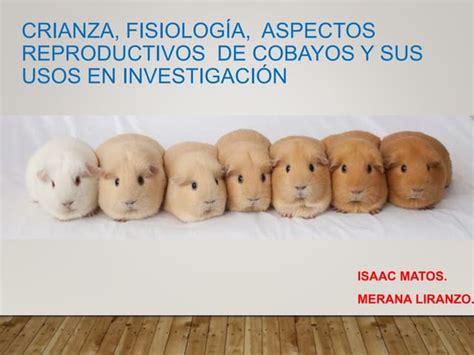 Cracteristicas De Los Cobayos By Isaac Matos Y Merana Liranzo Pptx