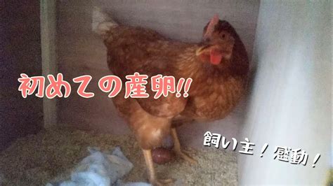 新人ニワトリが初めて卵を産みました Youtube