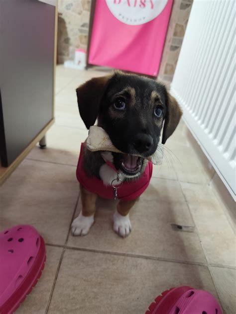 Raya Reserved — Pennys Ark