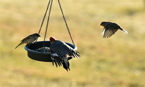 Buttcheeksspread Photos Download The Best Free Buttcheeksspread