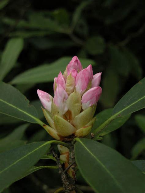 Rhododendron Maximum Ericaceae Inflorescence Whole Unspecified