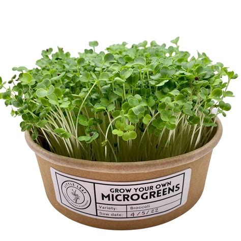 How To Grow Wheatgrass In 8 Easy Steps Artofit