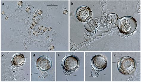 Phytophthora Pisi In Progress Abad Et Al 2023b Idphy