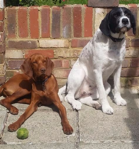 German Wirehaired Pointer X Hungarian Vizsla Pups In Hornchurch