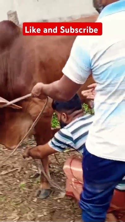 😱😱 আমাদের বাসার পাশে গরু কুরবানী Shorts Viral Shortsviral Shorts