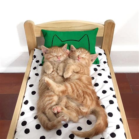Cat Bed Pillow Cat Toys Organic Catnip Ikea Hacks Cat T For Cat