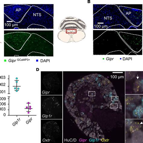 Gipr Expression In The Dvc And Vagal Afferents A Coronal Sections