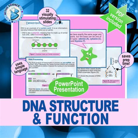 Dna Structure Replication And Protein Synthesis Pdf And Powerpoint