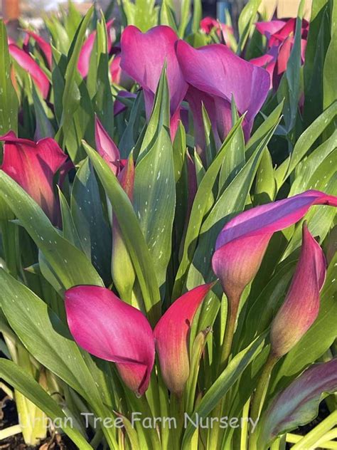 Zantedeschia X Zazu Urban Tree Farm Nursery