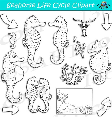 Seahorse Life Cycle Clipart Set Download Clipart 4 School