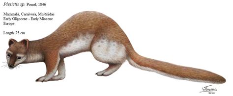 Miacids Evolution