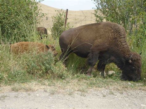Life Among The Tall Pines Bison Range Visit