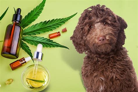 Can Cbd Oil Cause Liver Problems In Dogs