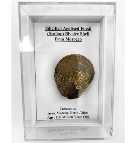 Fossils For Sale Fossils UK Com Silicified Agatised Fossil Scallop Bivalve Shell From Morocco