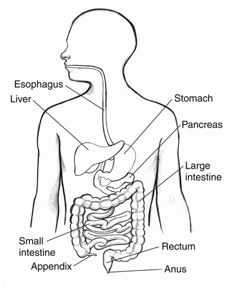 Digestive System Printable Worksheet