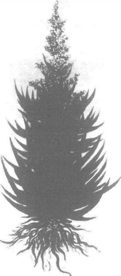 昨叶何草 本草品汇