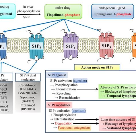 Summary Of S1p Receptor Modulators Currently Undergoing Or Completed In