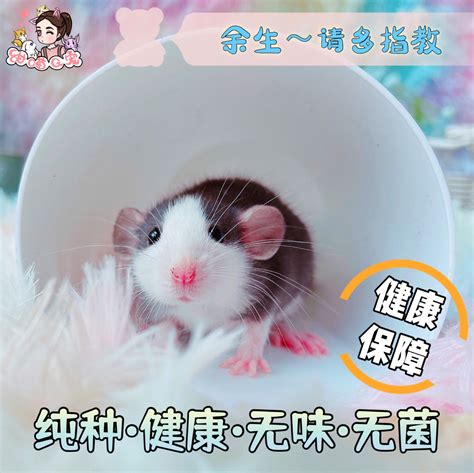 花枝鼠活体小宠物幼体包邮包活飞象耳奶牛俄蓝卷毛小白鼠非饲料鼠虎窝淘
