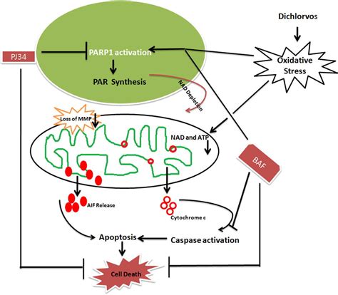 Caspase Inhibition Augments Dichlorvos Induced Dopaminergic Neuronal