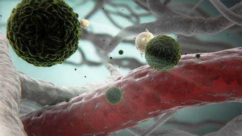 Les Virus De La Dengue Et Du Chikungunya Medecine Et Santé