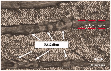 Cross Sectional View Of A Composite Specimen With Interlayer