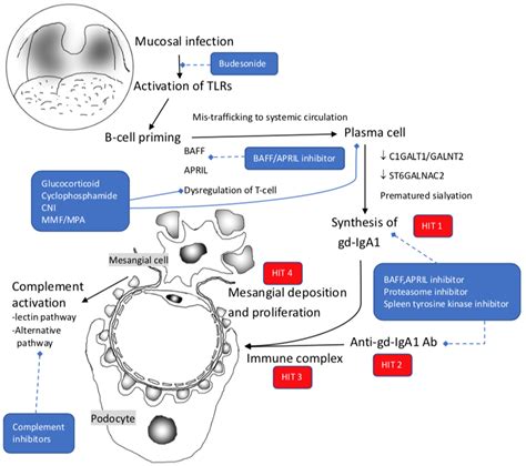 Ijms Free Full Text New Insights Into The Treatment Of Glomerular