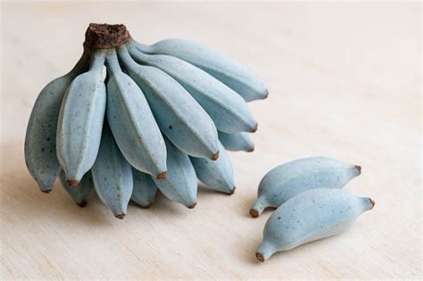 Blue Banana Blue Java How To Grow The Ice Cream Banana