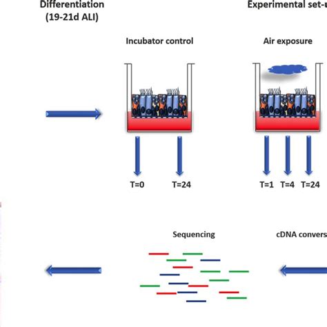 Experimental Design Of Ali Pbec Study Primary Bronchial Epithelial