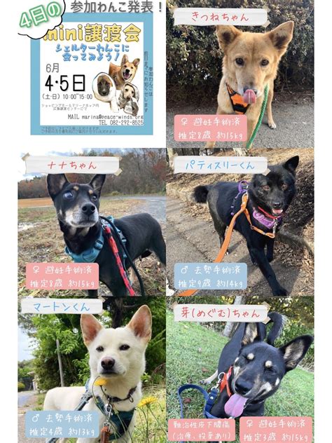 【ピースワンコの譲渡会】64・5（土日）「mini譲渡会～シェルターわんこがやってくる！～」（広島譲渡センター） ピースワンコ・ジャパン