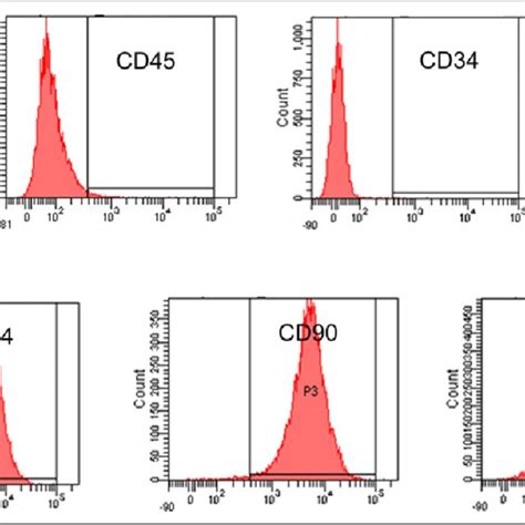 Schematic Representation Of The Osteogenic Differentiation Of