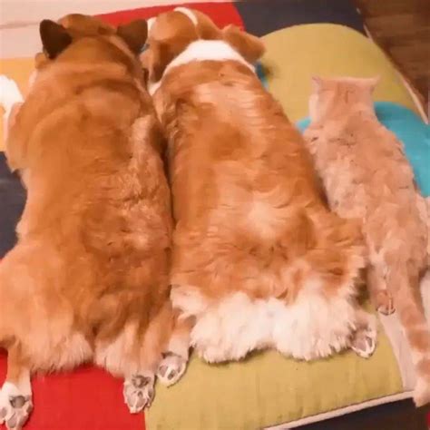 养了两只柯基和一只猫，可网友：这明明就是三只基！猫咪性格一家