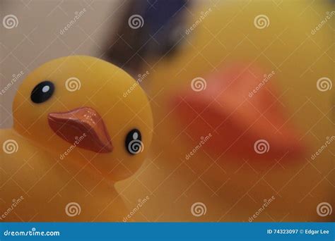 Little Duck With Mummy Duck Stock Image Image Of Cute Injection
