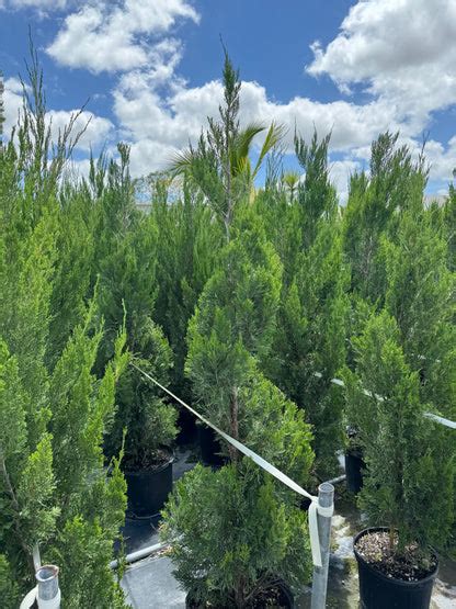 Explore Topiary Spiral Spartan Juniper Eureka Farms