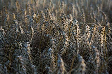 El Gran Fracaso De La Tecnología Hb4 Pedido Internacional Para Suspender El Trigo Transgénico