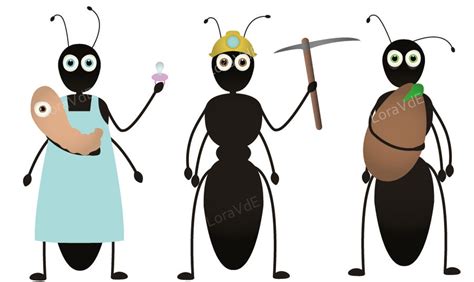 The Types Of Ants In A Colony By Antcolony On DeviantArt