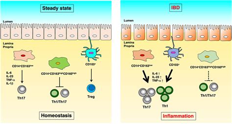 Frontiers Immunoregulation By Antigen Presenting Cells In Human