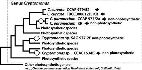 Schematic Phylogeny Of Cryptophytes Based On Nucleomorph Small Subunit Download Scientific
