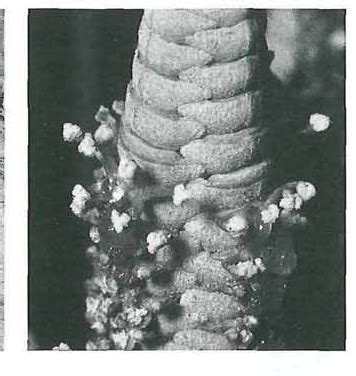 Figure 2 From Pollination Biology Of Welwitschia Mirabilis Hook F