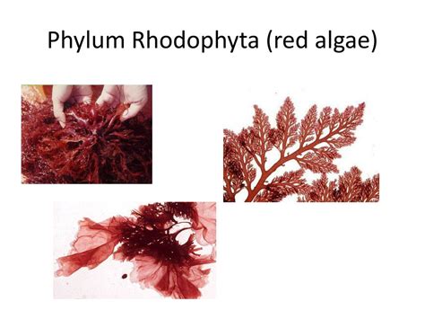 Red Algae Domain Kingdom Phylum Rdaq