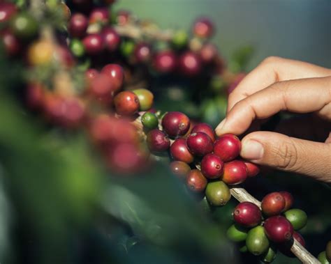 Le Lexique Du Café Comprendre Et Apprendre à Parler Du Café Comme Un