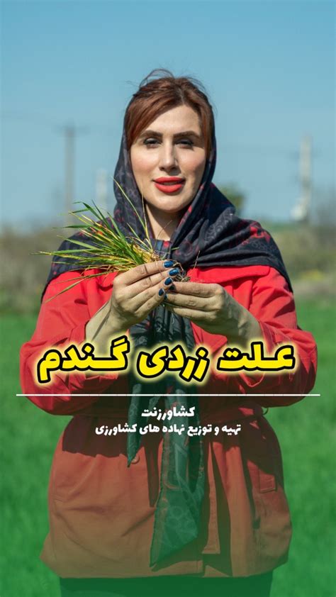 ‎فروشگاه کشاورزنت‎ ‎دلایل متعدد زرد شدن گندم🌾 🟡 کمبود آب 🟡 عناصر