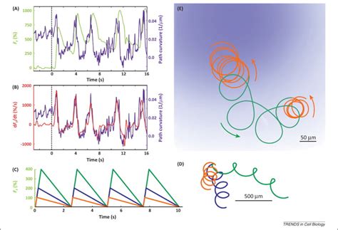 The Computational Sperm Cell Trends In Cell Biology