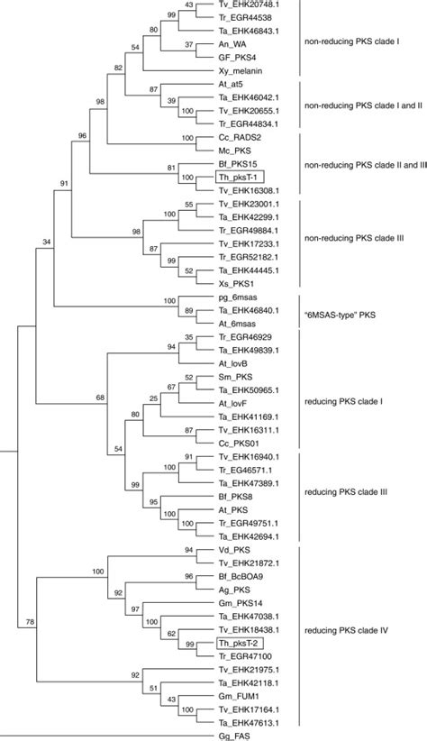 Relationship Of T Harzianum 88 Pkss To Fungal Type I Iterative Pkss