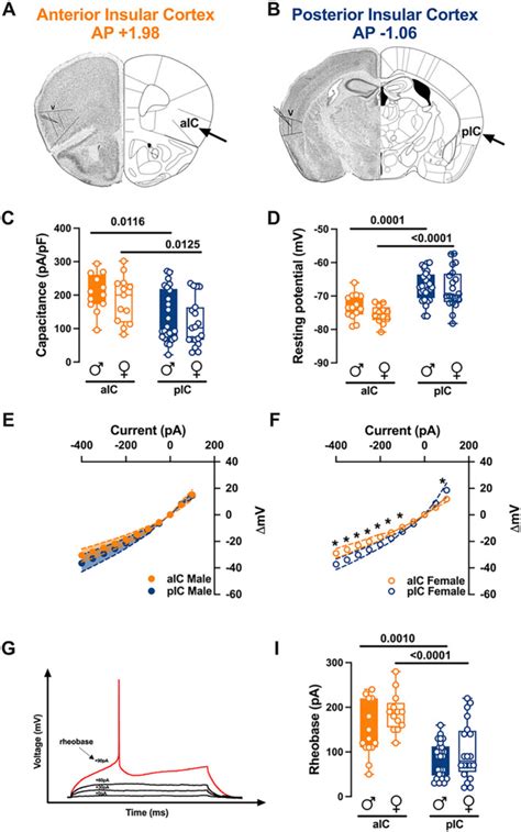 Sexual Differences In Neuronal And Synaptic Properties Across Subregions Of The Mouse Insular