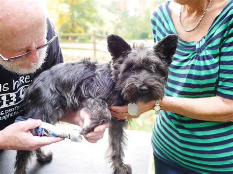 Diy Pet Grooming Tips