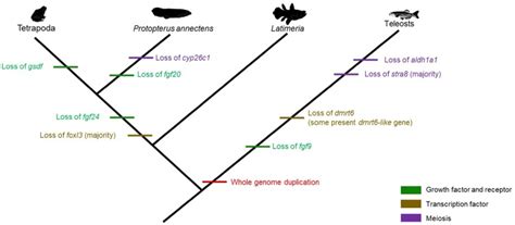 A Comparative View On Sex Differentiation And Gametogenesis Genes In
