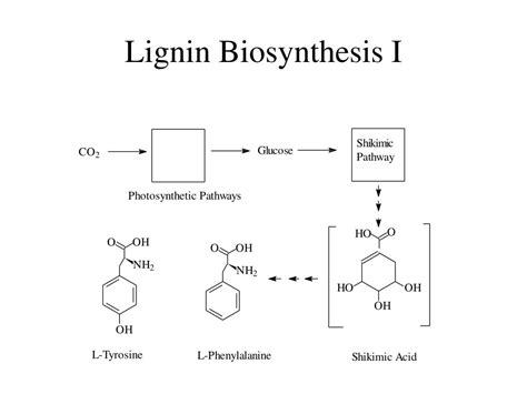 Ppt Biomass Fundamentals Module Lignin Powerpoint Presentation