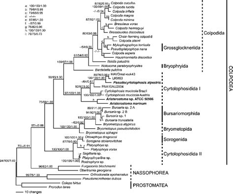 Most Likely Bayesian Ssu Rdna Sequence Genealogy Of The Class Colpodea
