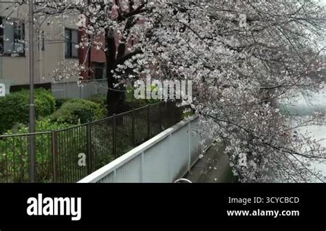 Oyoko River Cherry Blossoms Japan Tokyo 2025 Stock Video Footage Alamy