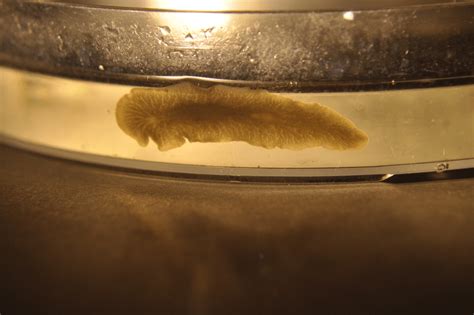 Can Someone Help With The Identification Of A Polyclad Flatworm